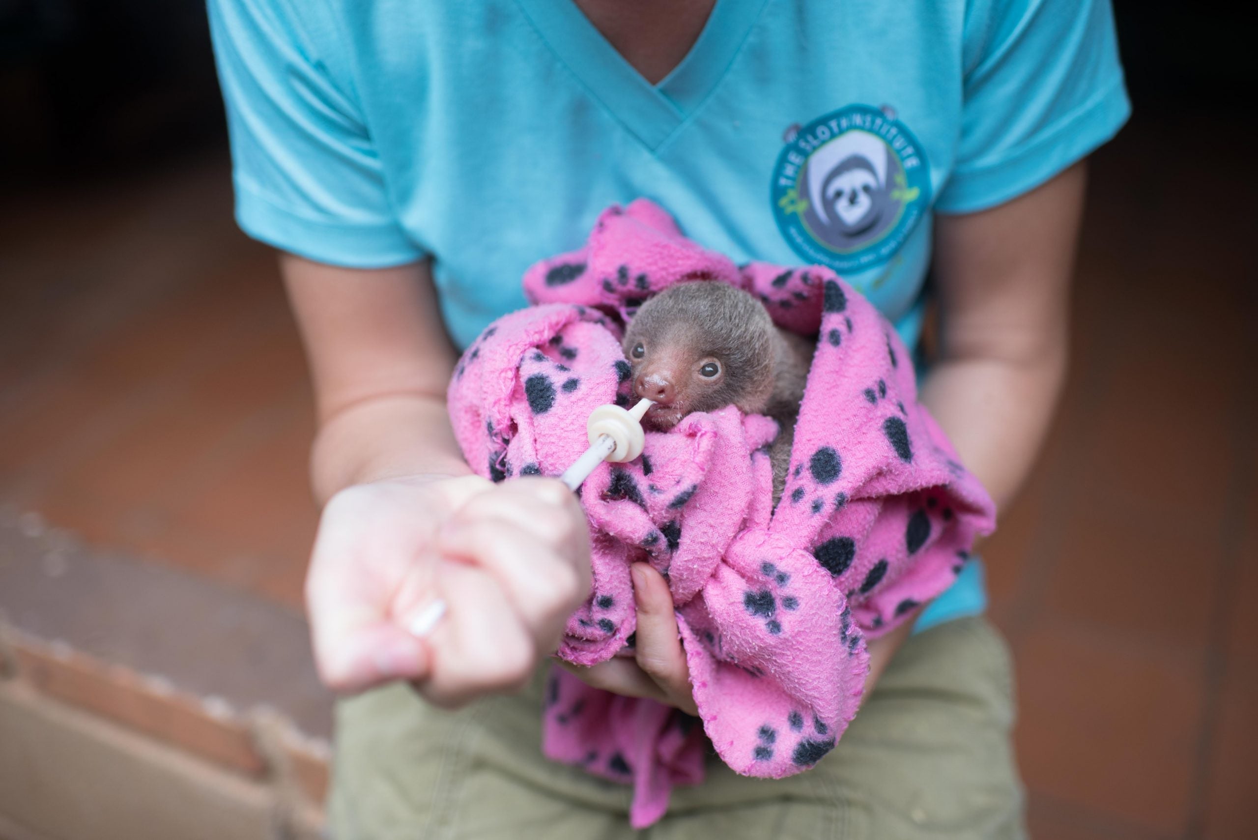 Support The Sloth Institute in Costa Rica | Maria Nila